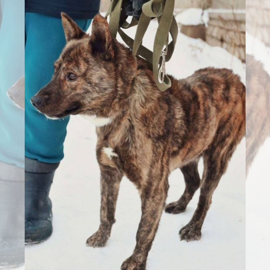 Взрослый пёс в добрые руки