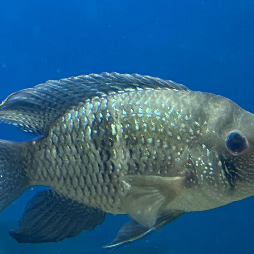 Акара голубая