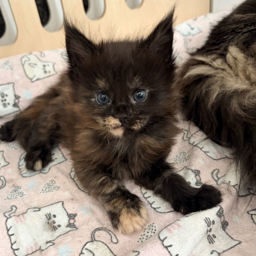 Мейн-кун котёнок