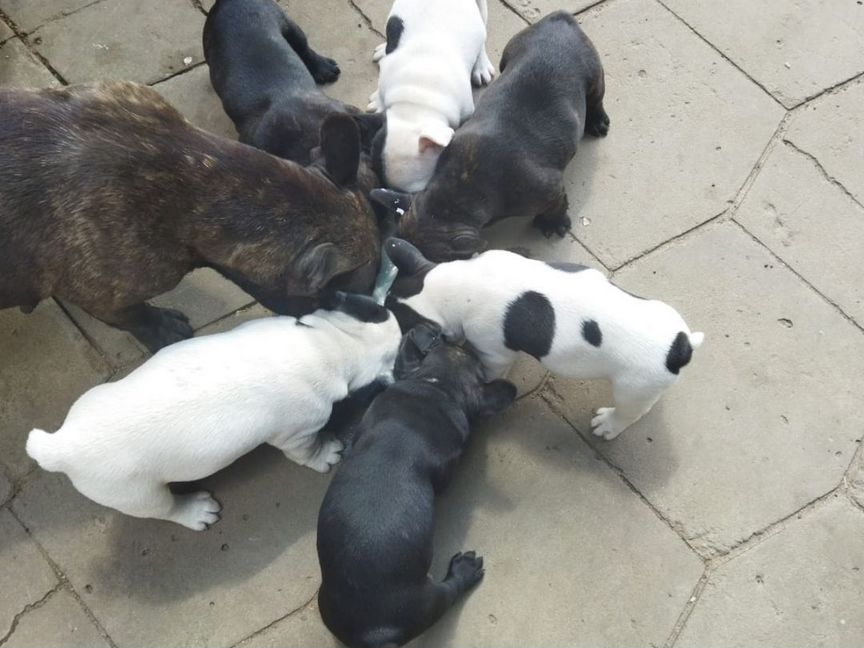 Французский бульдог щенки