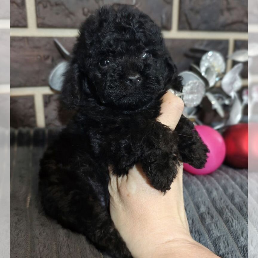 Пудель, щенок