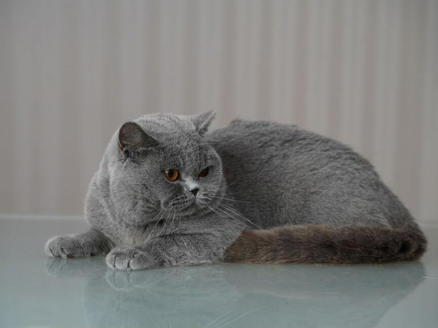 Британский котик