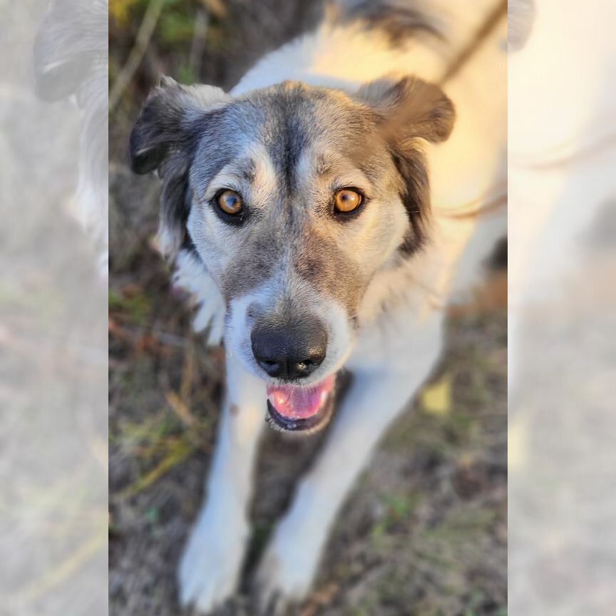 Возьмите собаку)