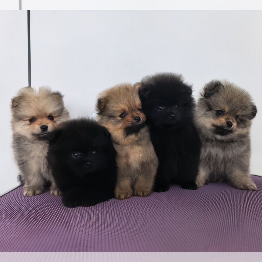 Померанский шпиц, щенок