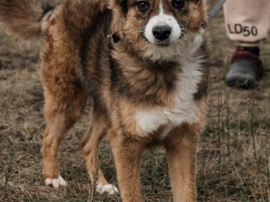 Собака в добрые руки