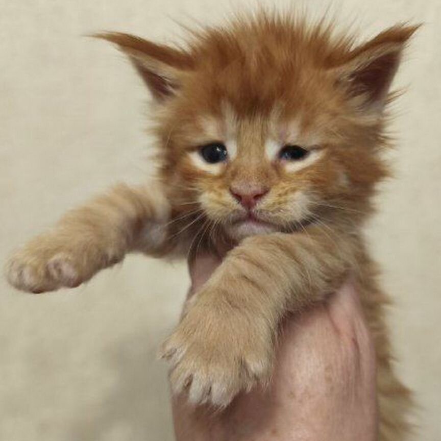 Мейн-кун котёнок