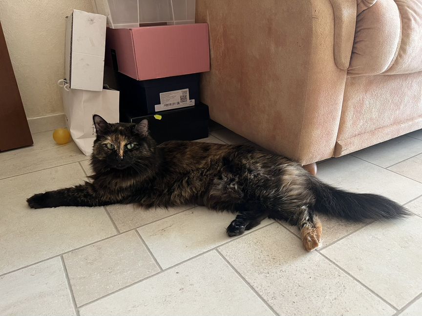 Кошка в дар