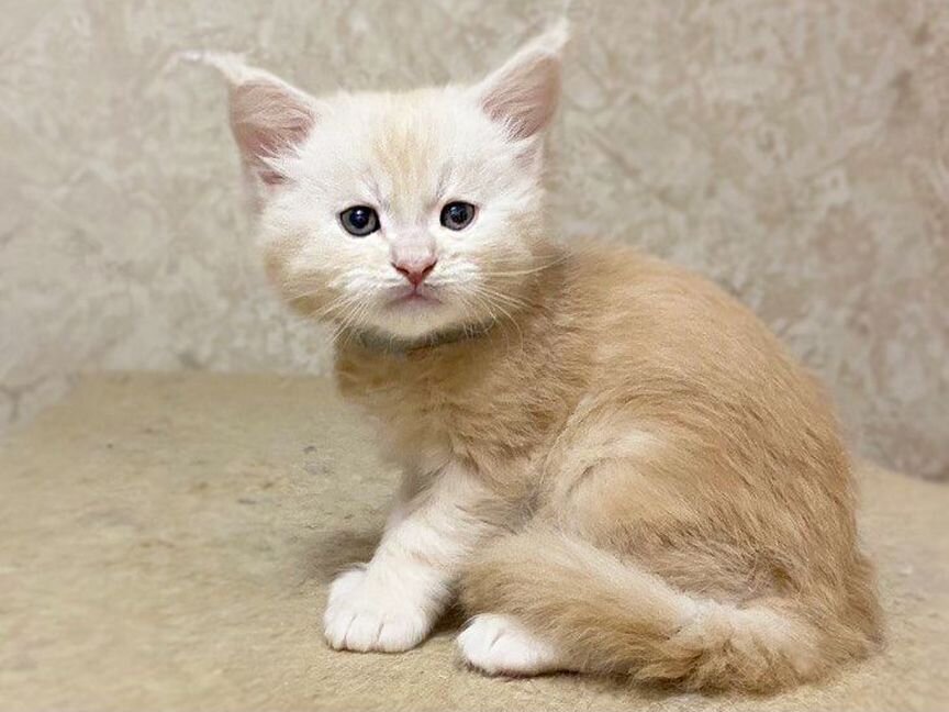 Мейн-кун котёнок-кот крем серебро
