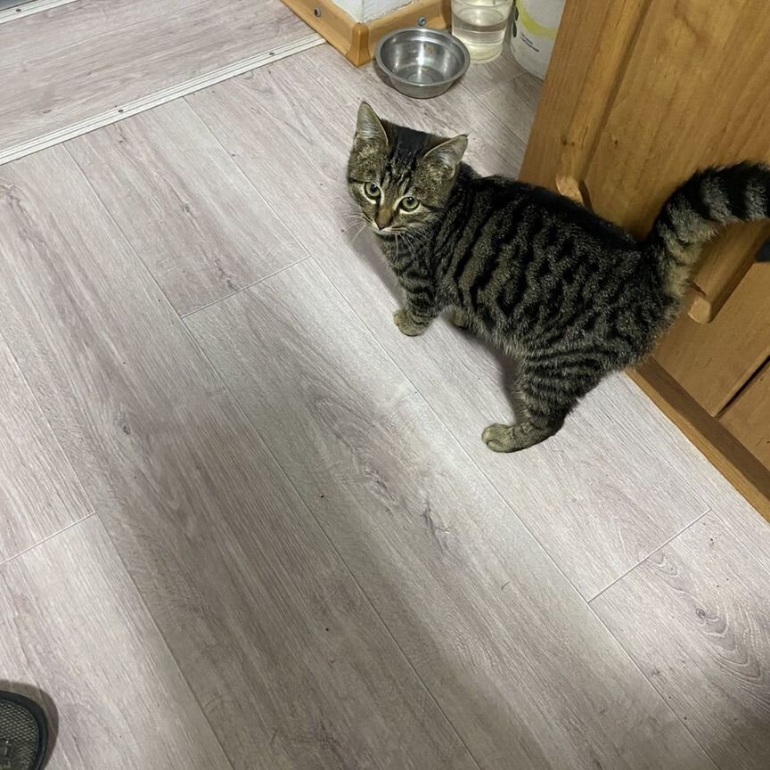 Котенок-мальчик 2 месяца