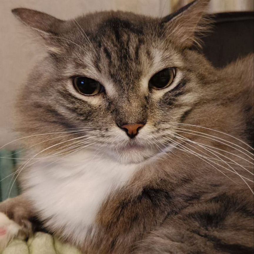 Сибирский кот