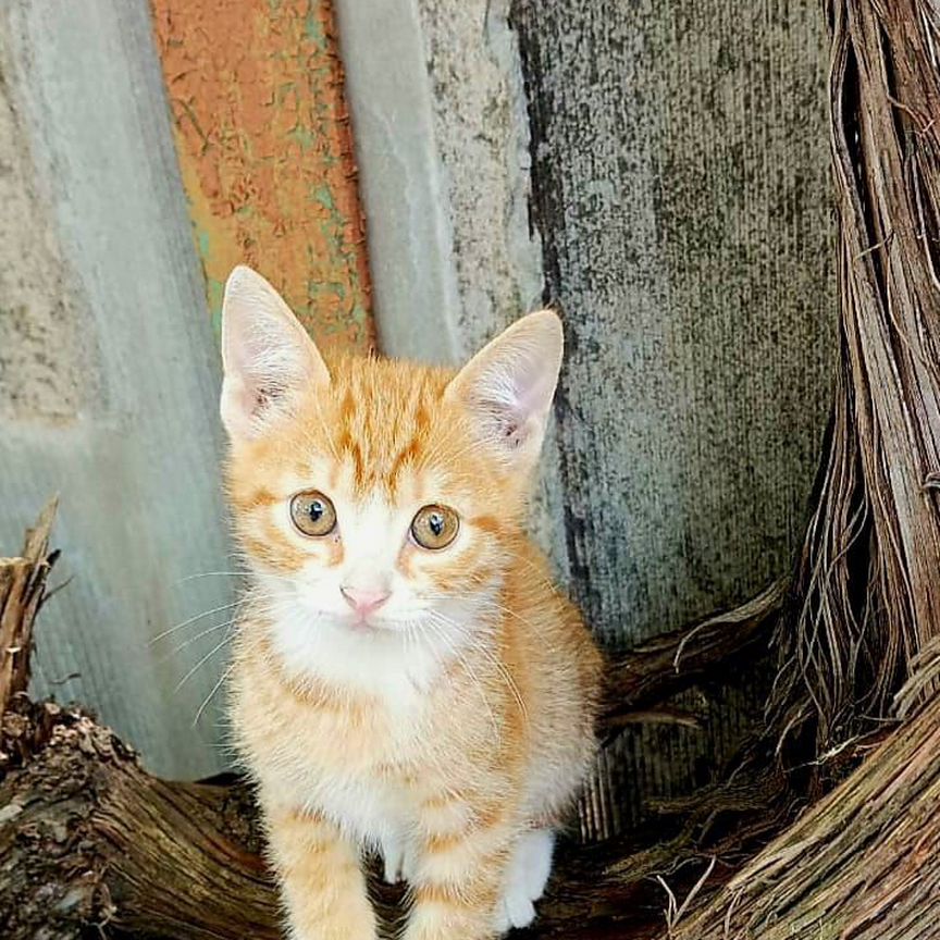 Рыжий котенок в дар