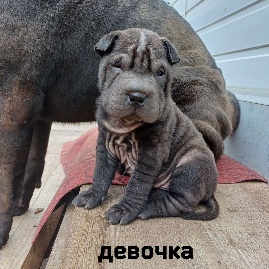 Щенки шарпей