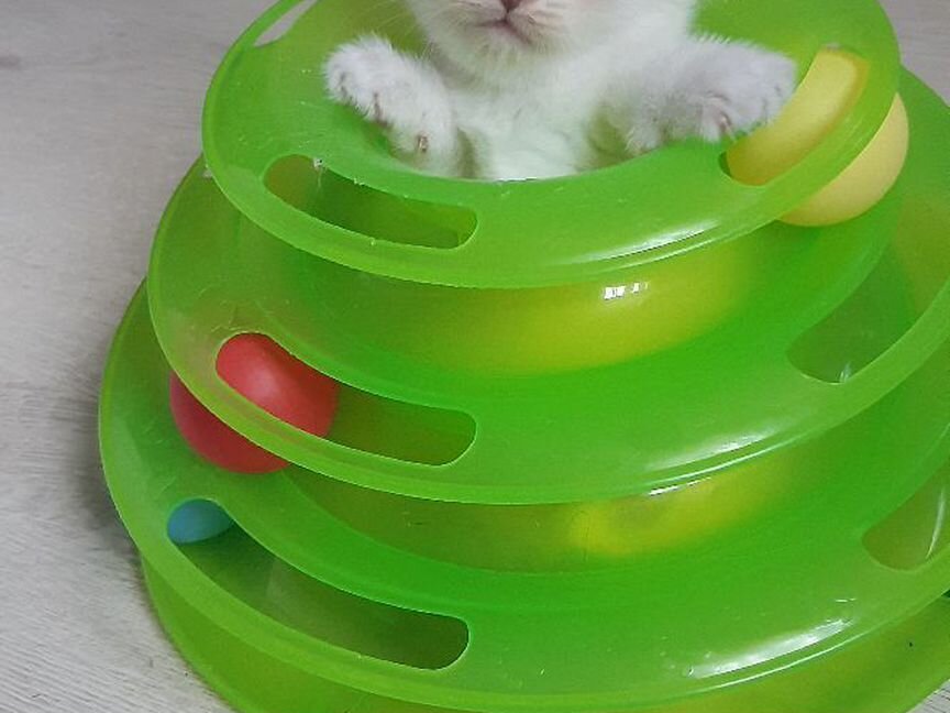 Британские котята