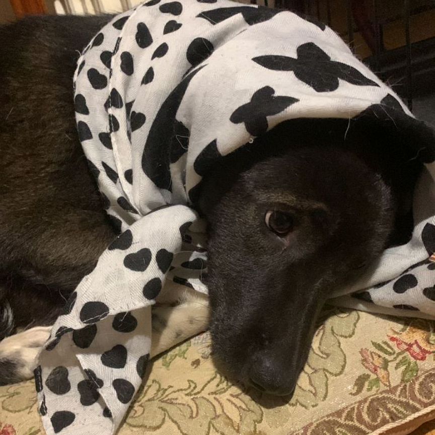 Взрослая собака в добрые руки