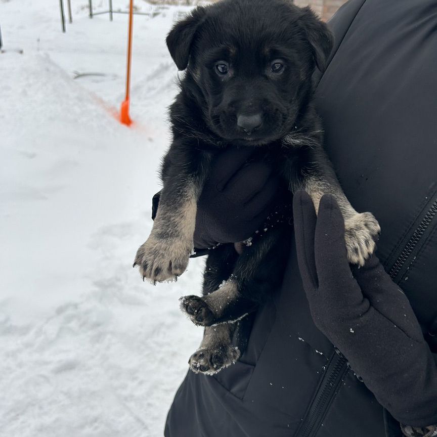 Щенки немецкой овчарки