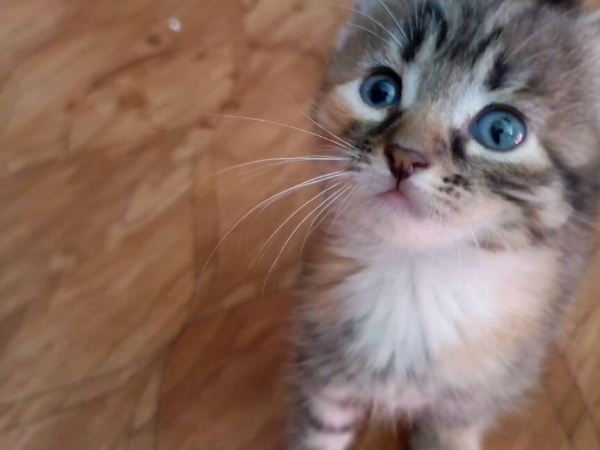 Милые котята