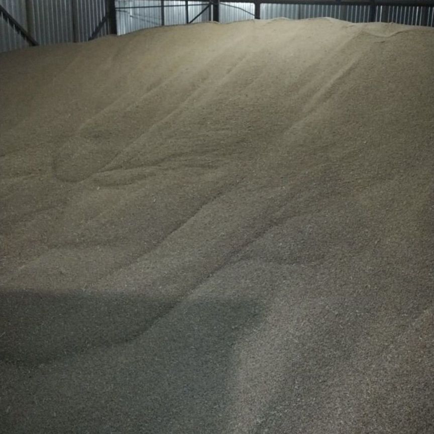 Зерно пшеница овес