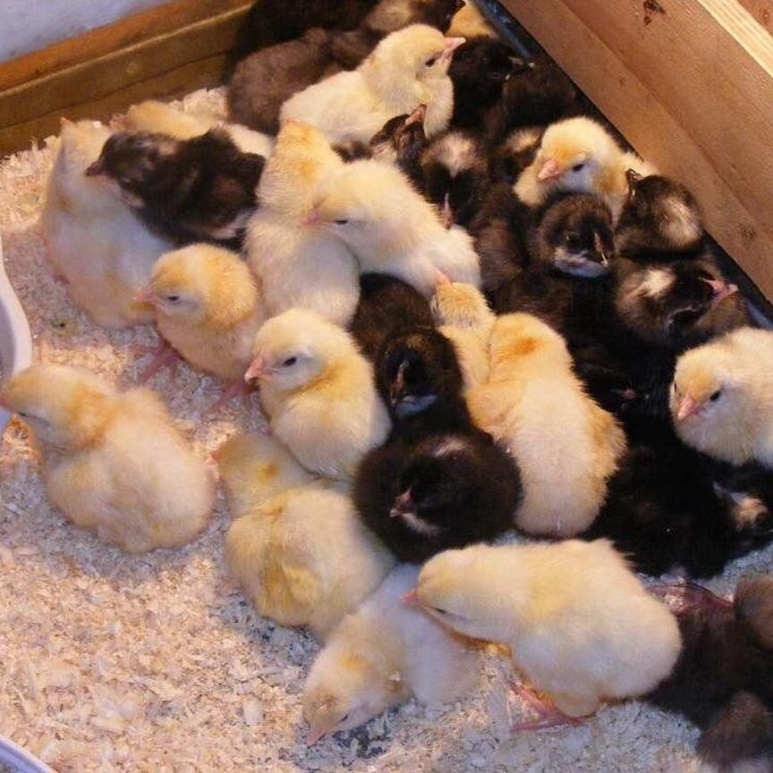 Цыплята доминант