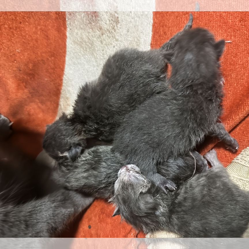 Британский короткошёрстный котёнок