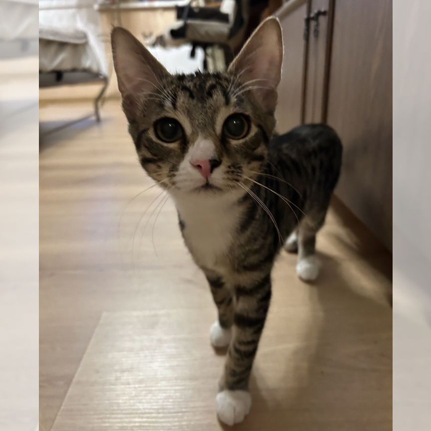 Котёнок в добрые руки