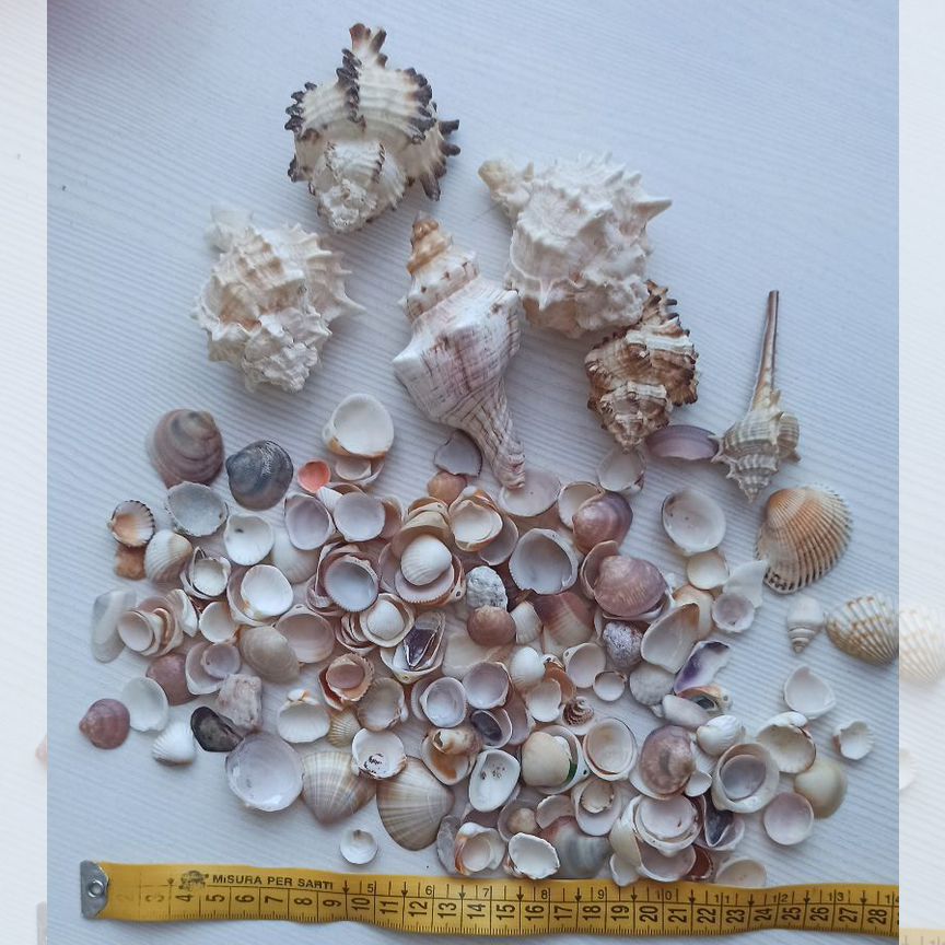 Ракушки морские новые можно в аквариум и как декор