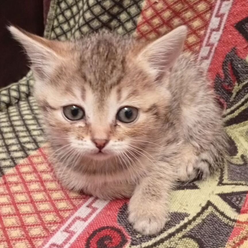 Шотландский вислоухий короткошёрстный котёнок