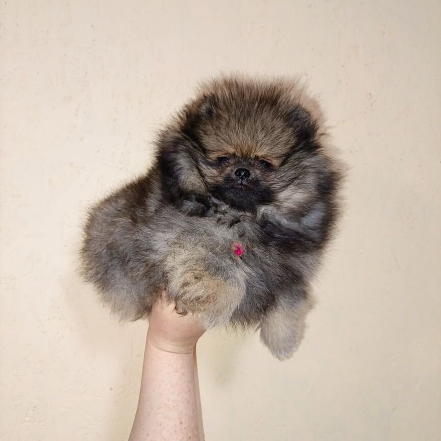 Померанский шпиц тип мишка мини