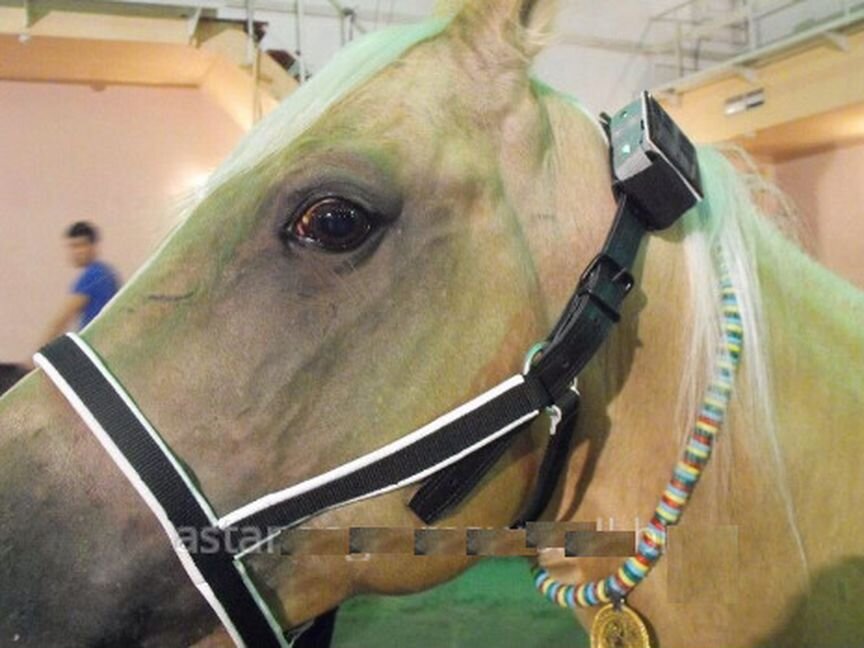 Gps трекер маяк для коней и лошадей gpsmarker ADM