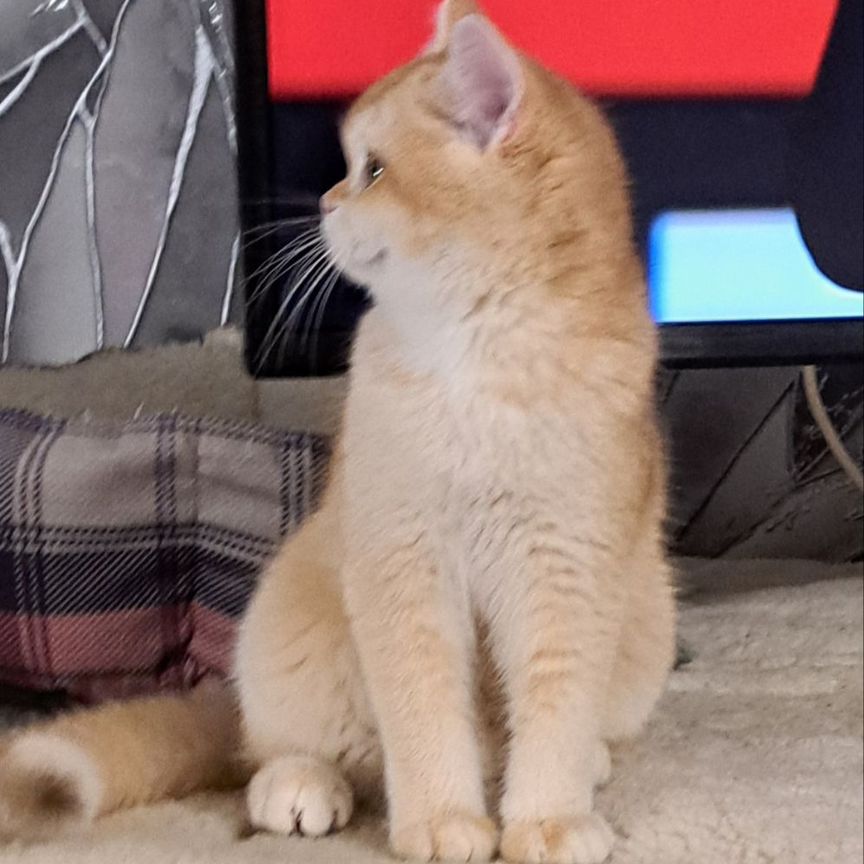 Шотландский прямоухий короткошёрстный котёнок