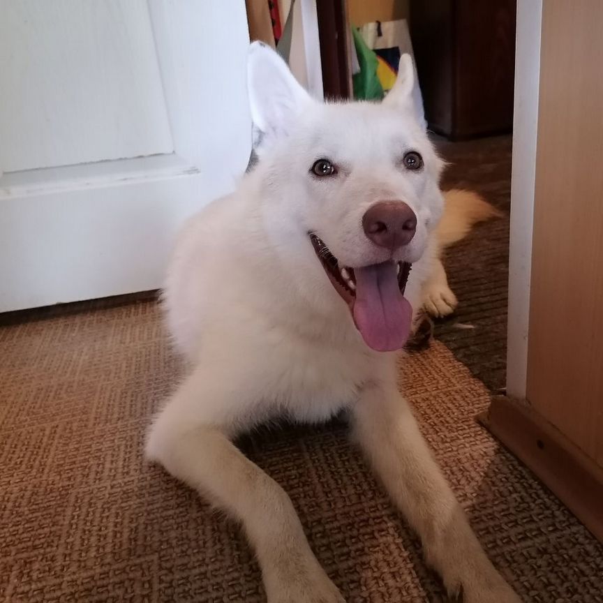 Отдам в добрые руки собаку