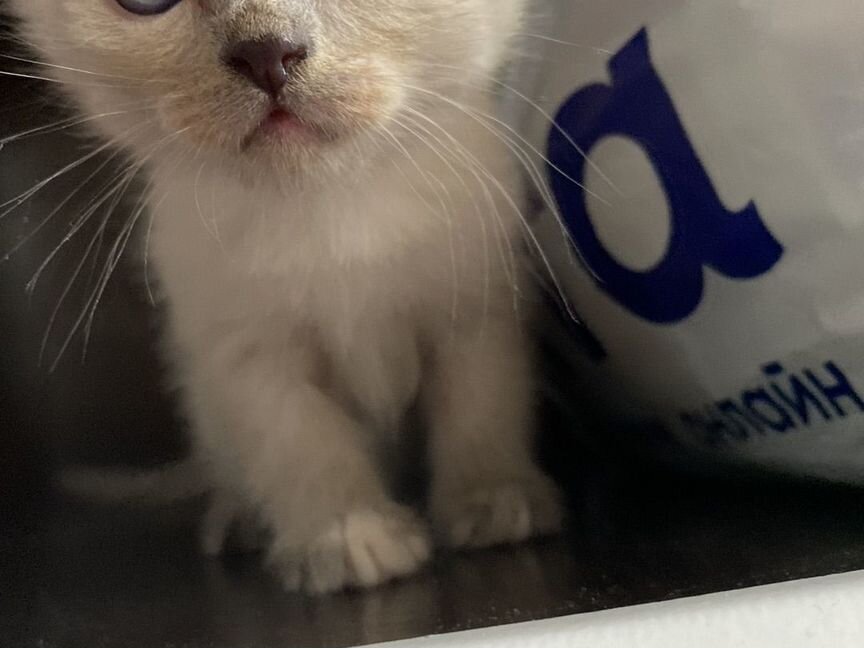 Котята