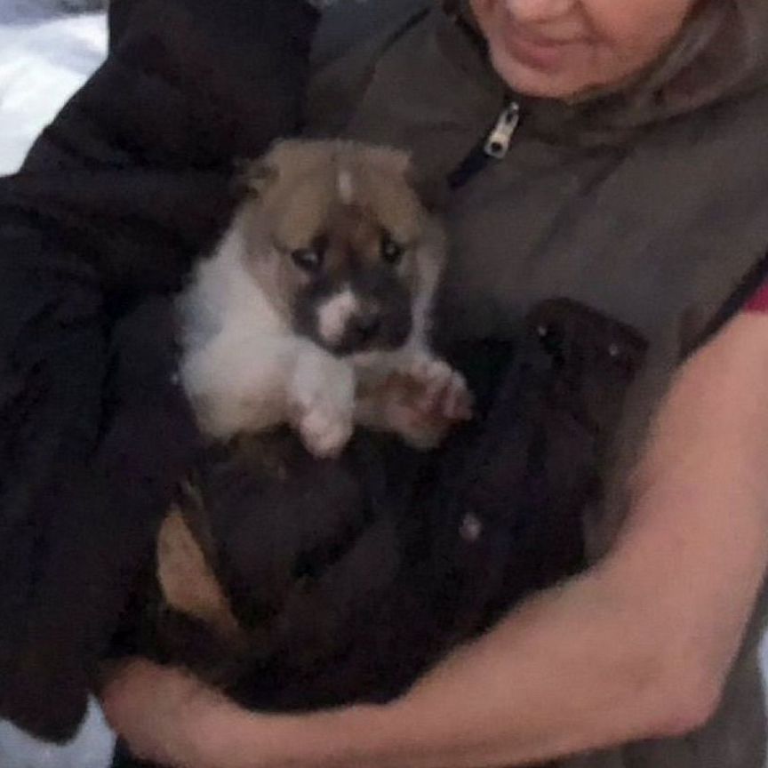 Маленький щенок мальчик