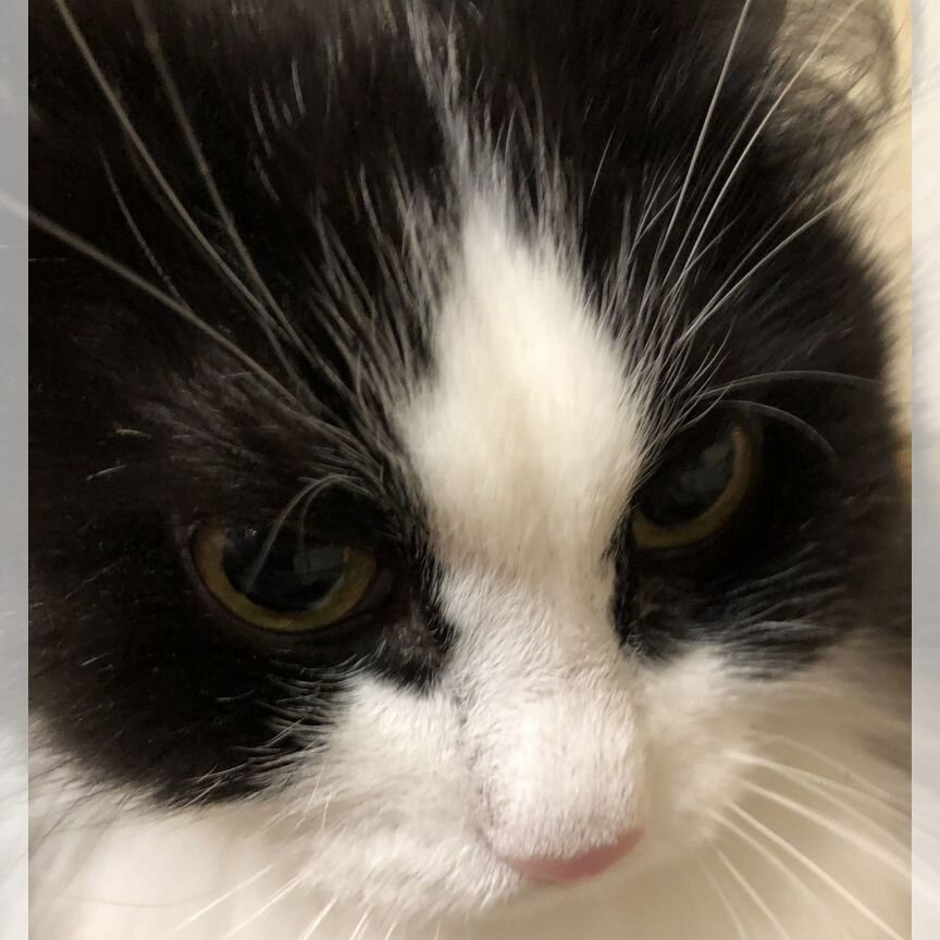 Турецкая ангора, взрослый кот