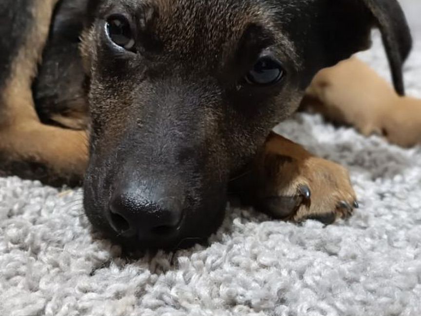 Щенок в добрые руки