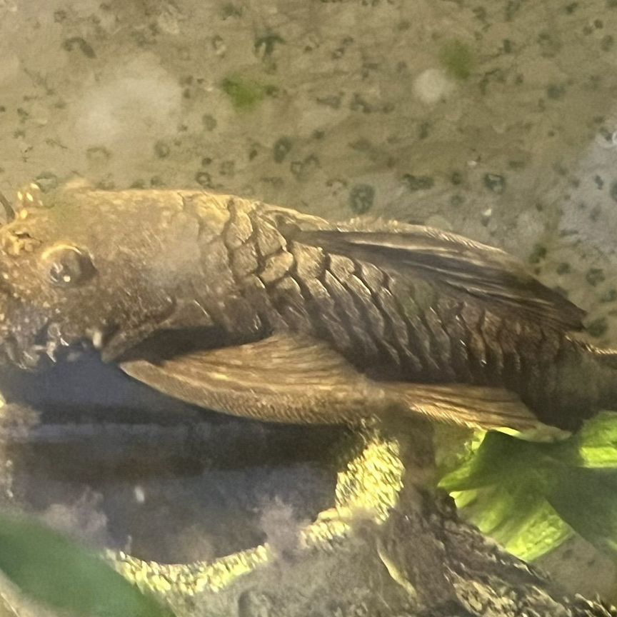 Сом Анцитрус