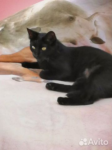 Стерилизованная элис ищет дом