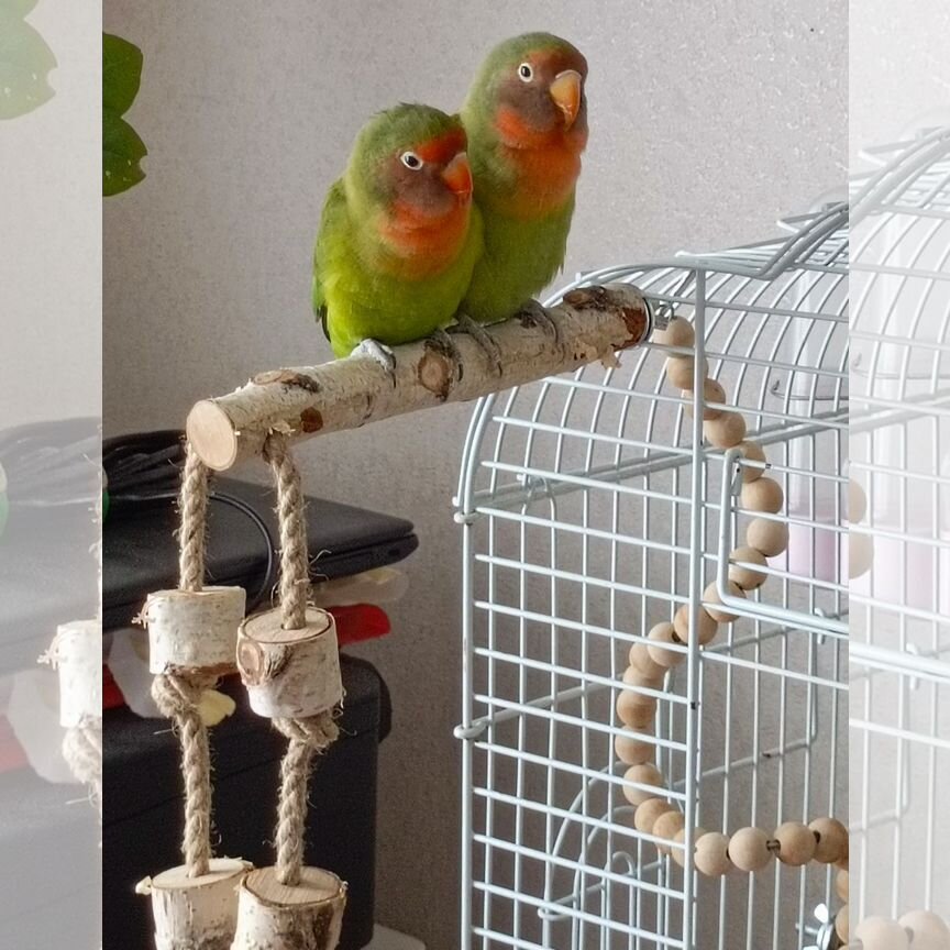 Попугаи неразлучники