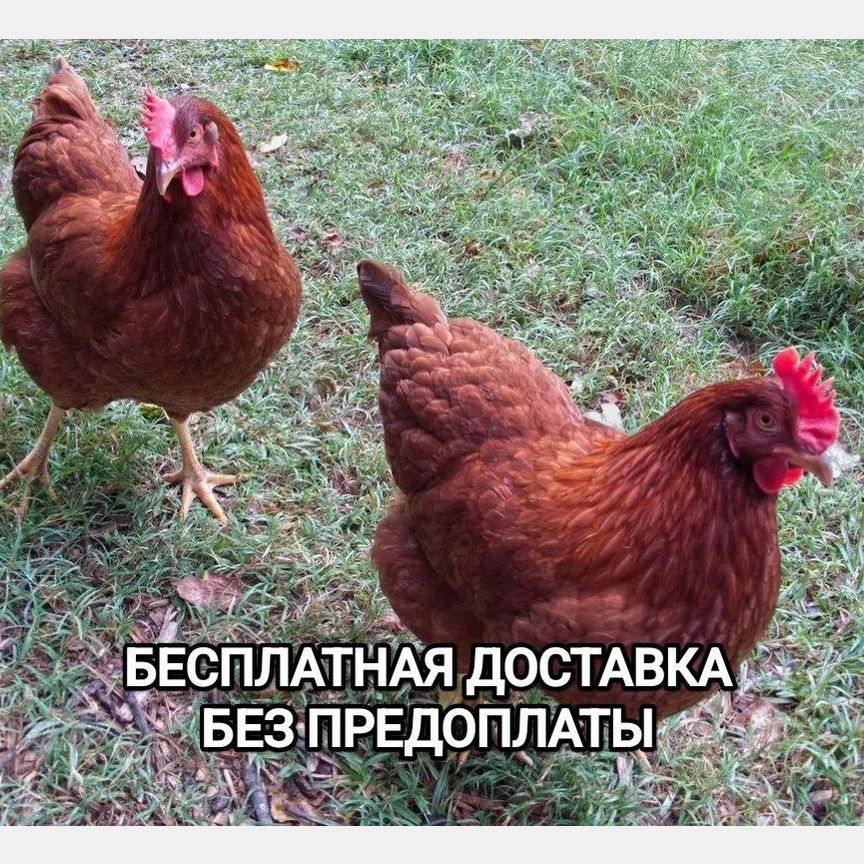 Куры несушки