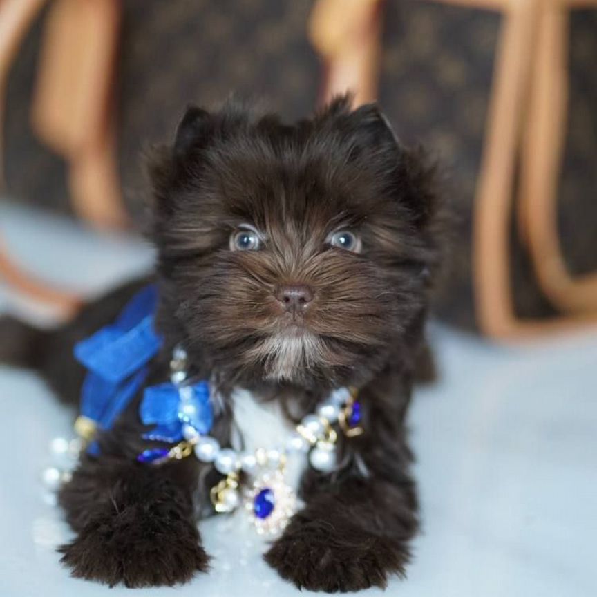 Йоркширский терьер, щенок