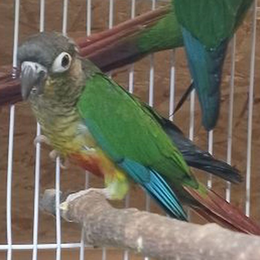 Попугай Перуру