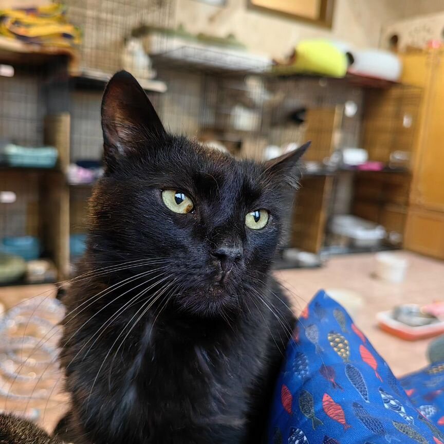 Последняя надежда кота найти дом