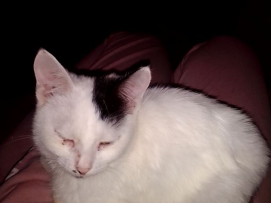 Кошка котёнок подросток