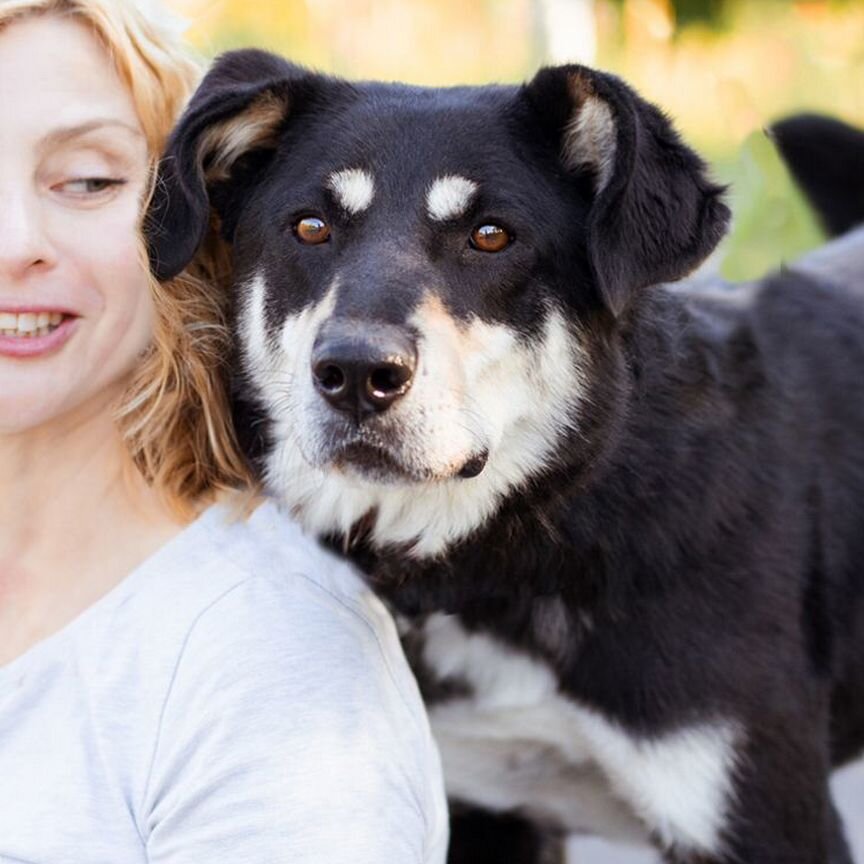 Корсак из приюта ищет дом