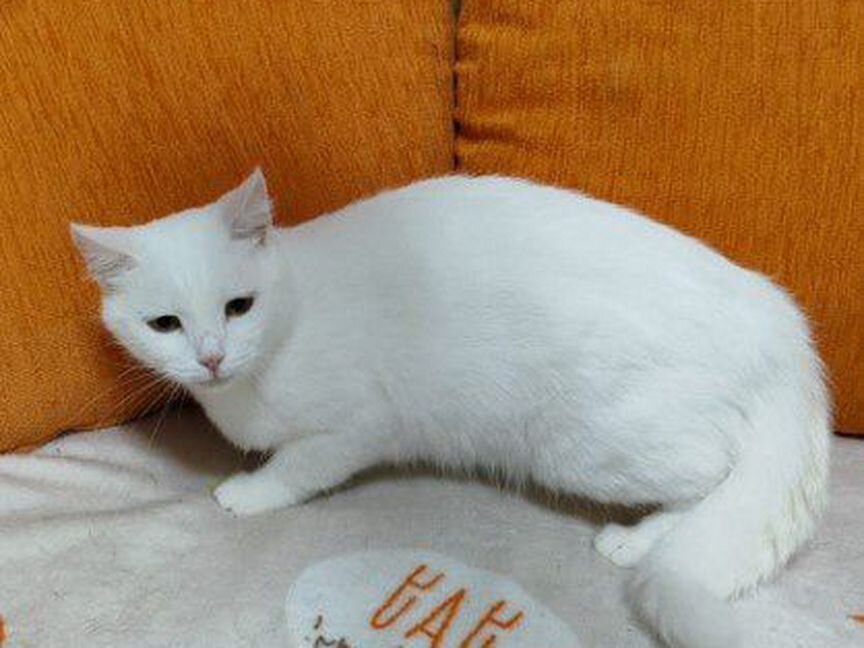 Белая кошечка