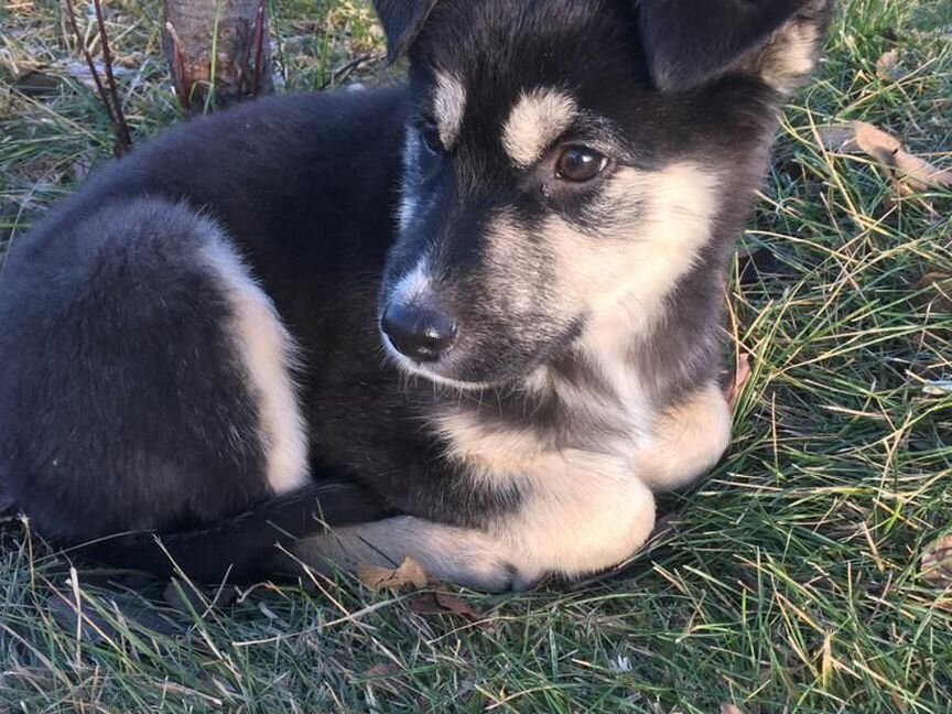 Щенок в добрые руки бесплатно