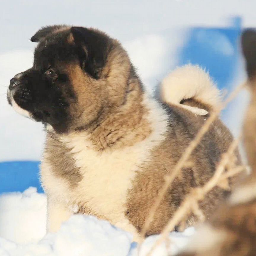 Щенки американской акиты