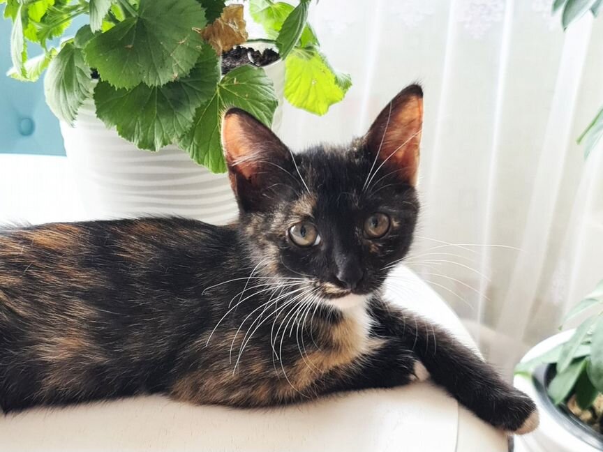 Ласковый котёнок в добрые руки