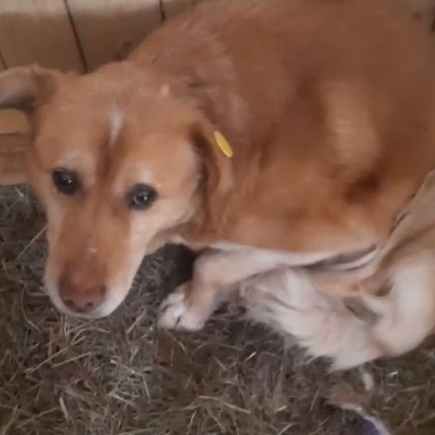 Взрослый пёс в добрые руки