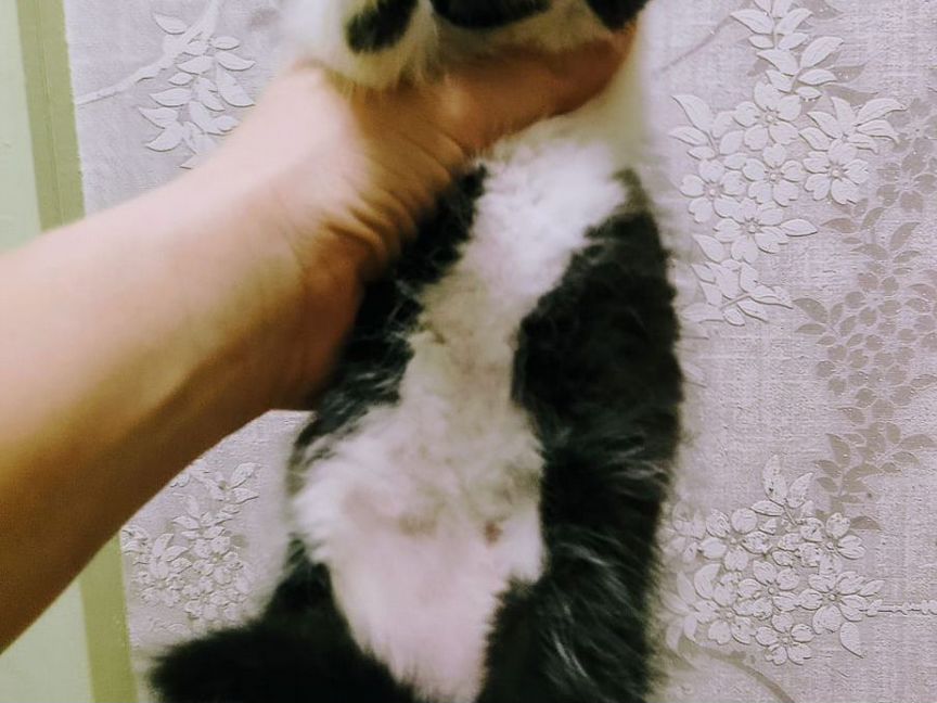 Котик "Пандочка")