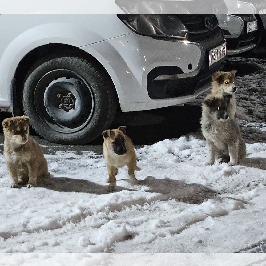 Щенок в добрые руки